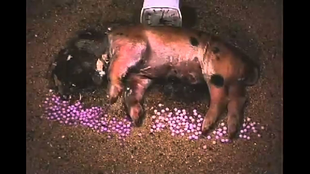 Decomposition of a Baby Pig Sectioned for 008 - YouTube