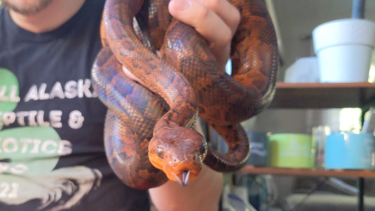 Finally Moved the Dominican Red Mountain Boas into Their New Enclosure ...