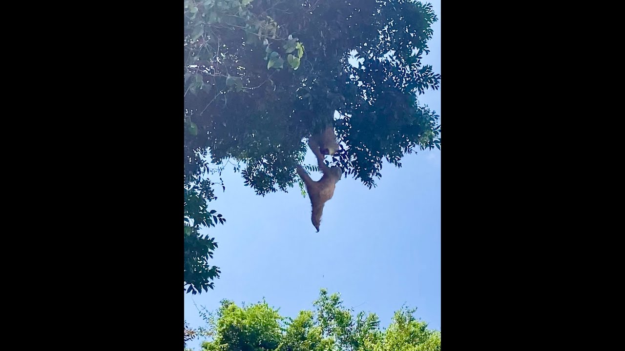SLOTH FIGHT! Humans Save Falling Sloth - YouTube