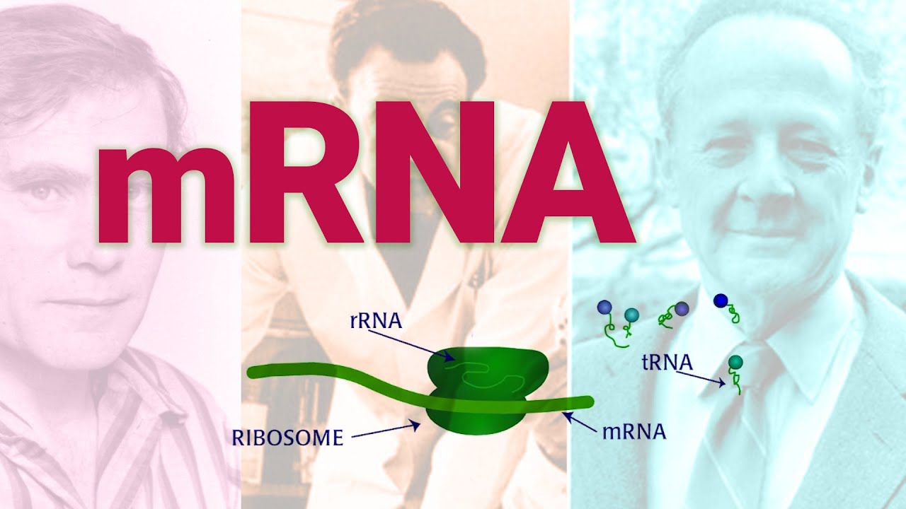 mRNA | Messenger RNA | Sydney Brenner, François Jacob and Matt Meselson ...