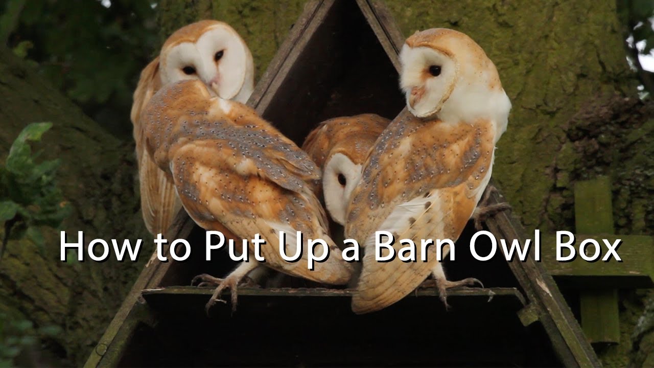 How To Put Up A Barn Owl Box - YouTube