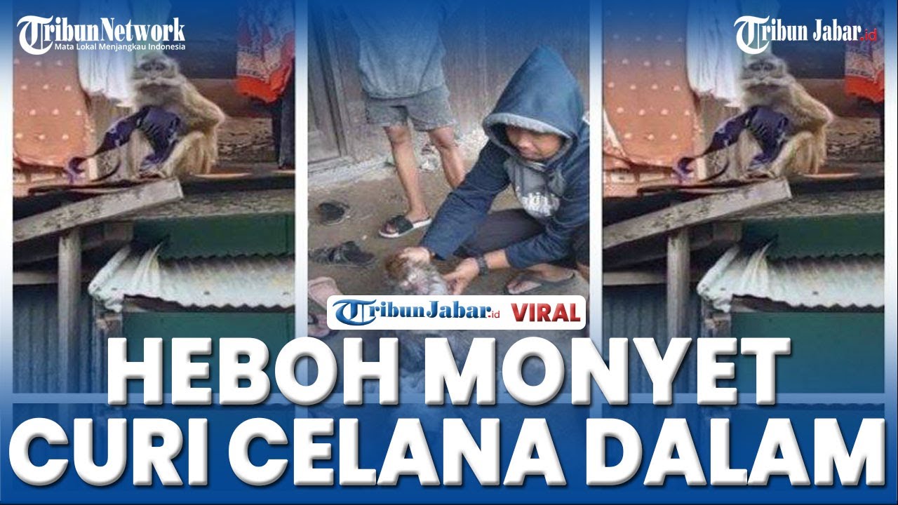 VIDEO VIRAL Monyet Curi Celana Dalam dan BH, Bikin Resah Warga ...