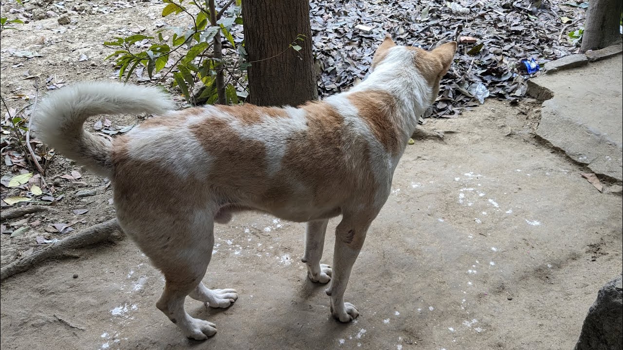 My lovely and cute dog magnet | Bangladeshi dog magnet. - YouTube