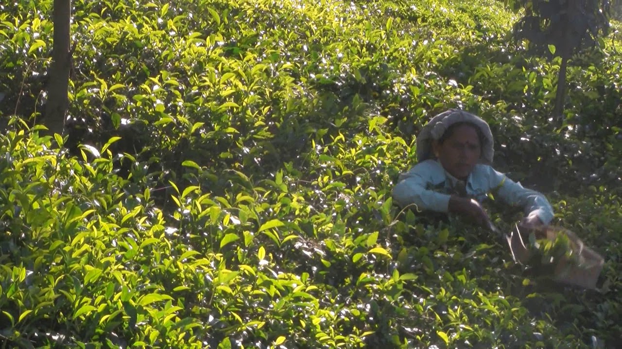 Balanoor Tea Estate And Factory | Location | Copyright Free | DJ ...
