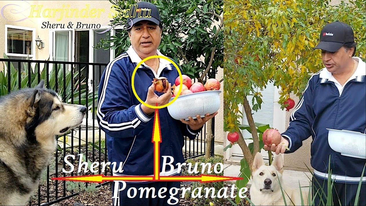 Sheru & Bruno Enjoying Pomegranate Fruit | Alaskan Malamute | German ...