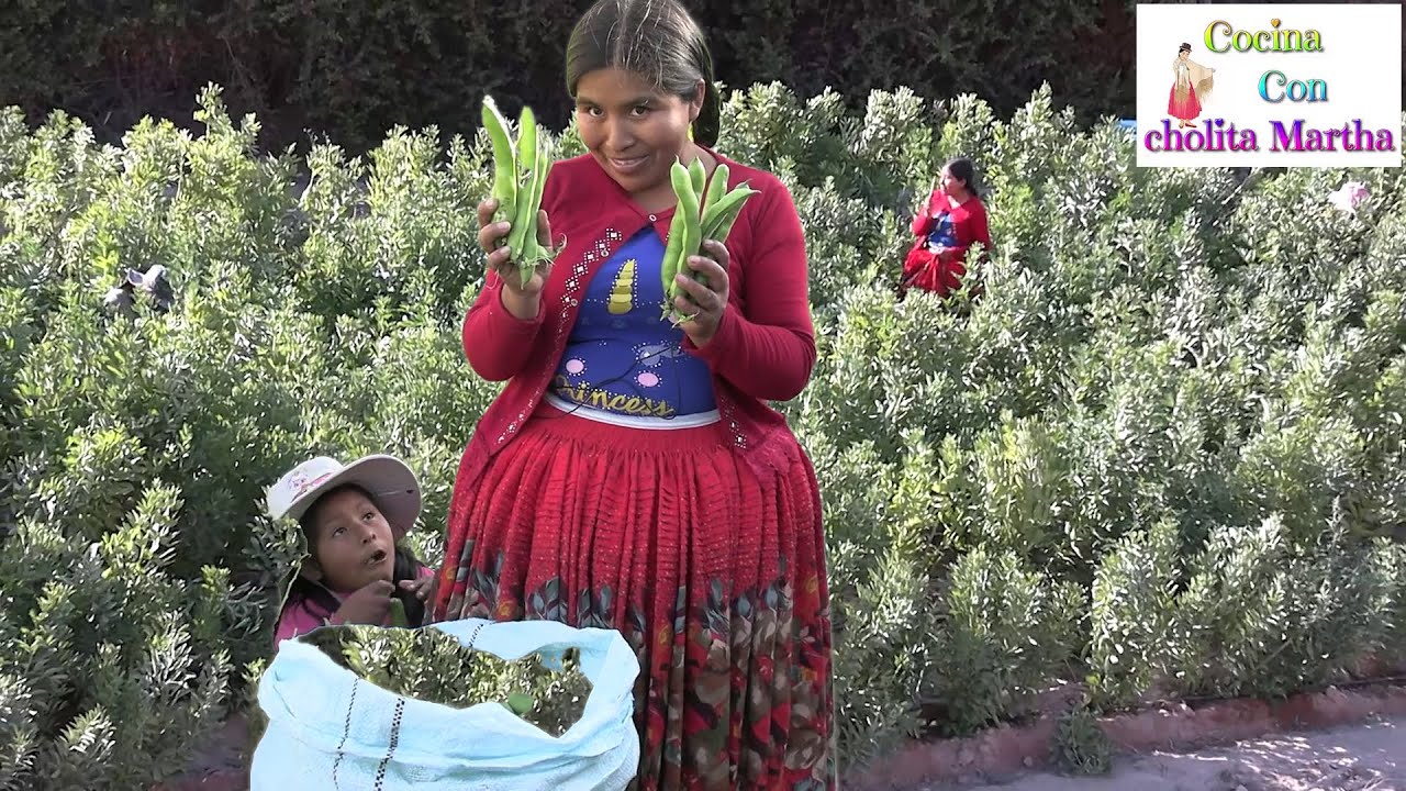 Que maravilla de cosechar habas verde de la chacra - YouTube