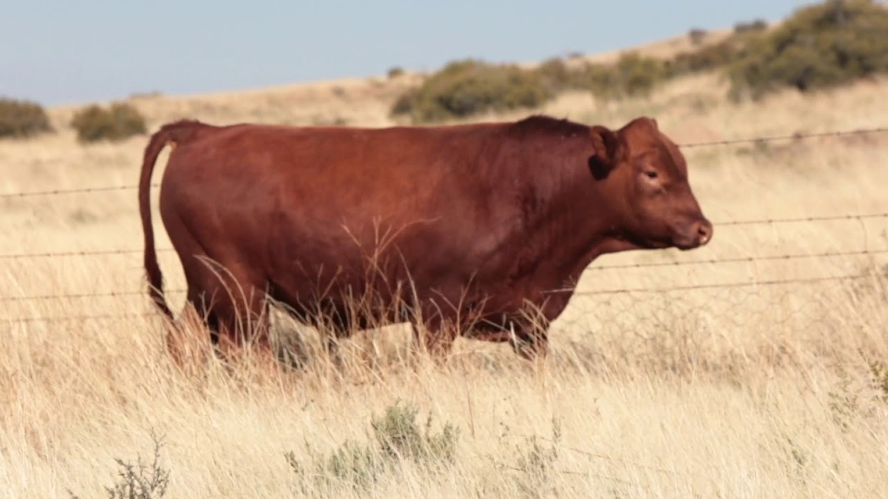 BKB | Transgariep Angus & Afrigus | Lot 40 A 17 0322 - YouTube