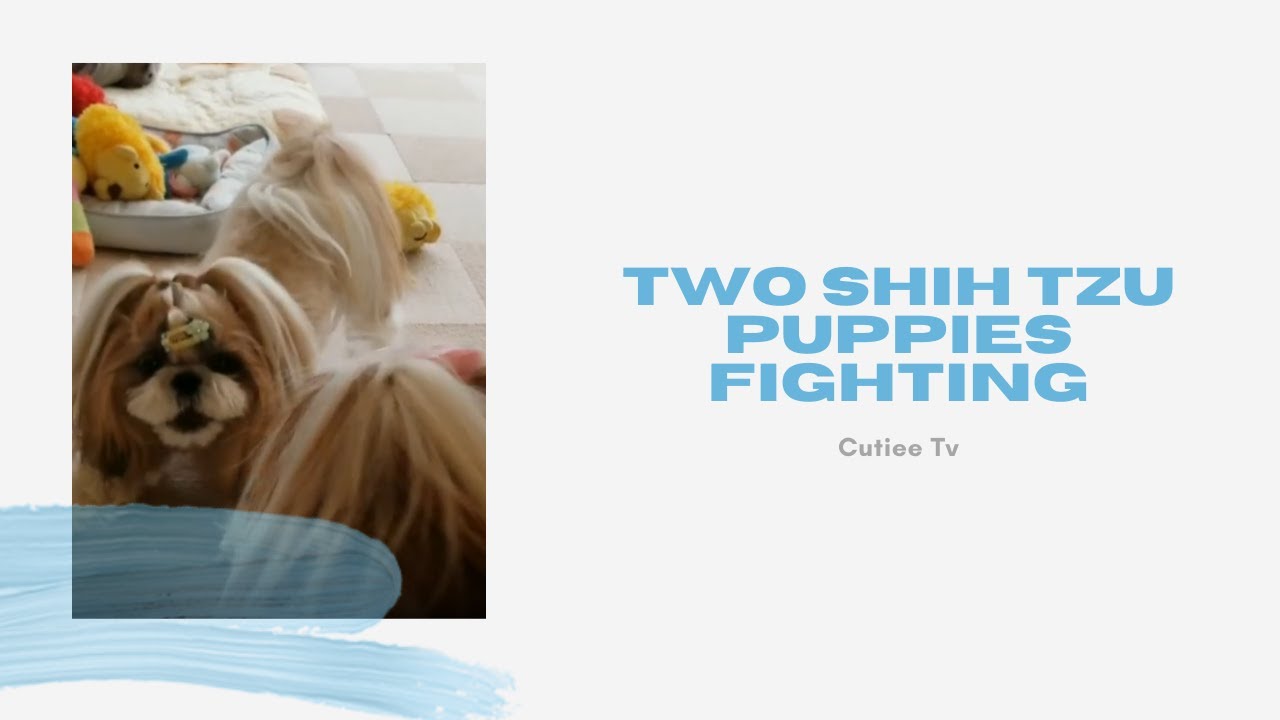 Two Shih Tzu puppies Fighting ! - YouTube