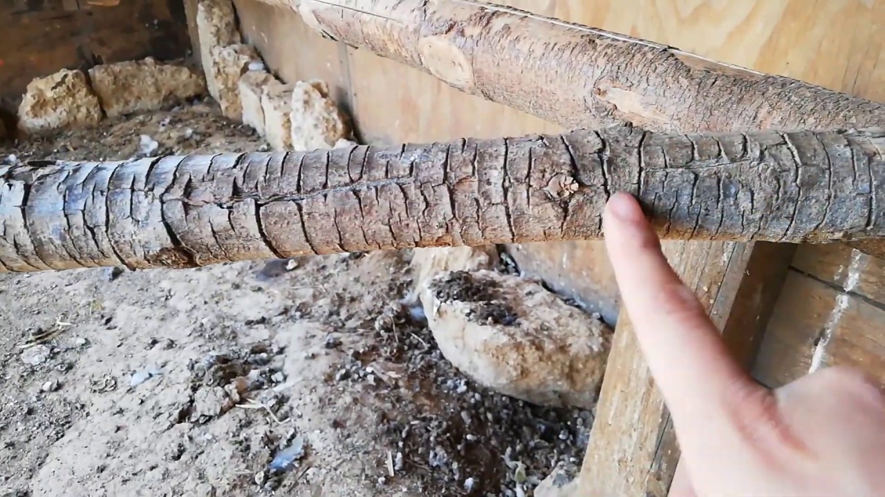 CORUCOS EN MI GALLINERO 😭 COMO COMBATIRLOS CONSEJOS - YouTube