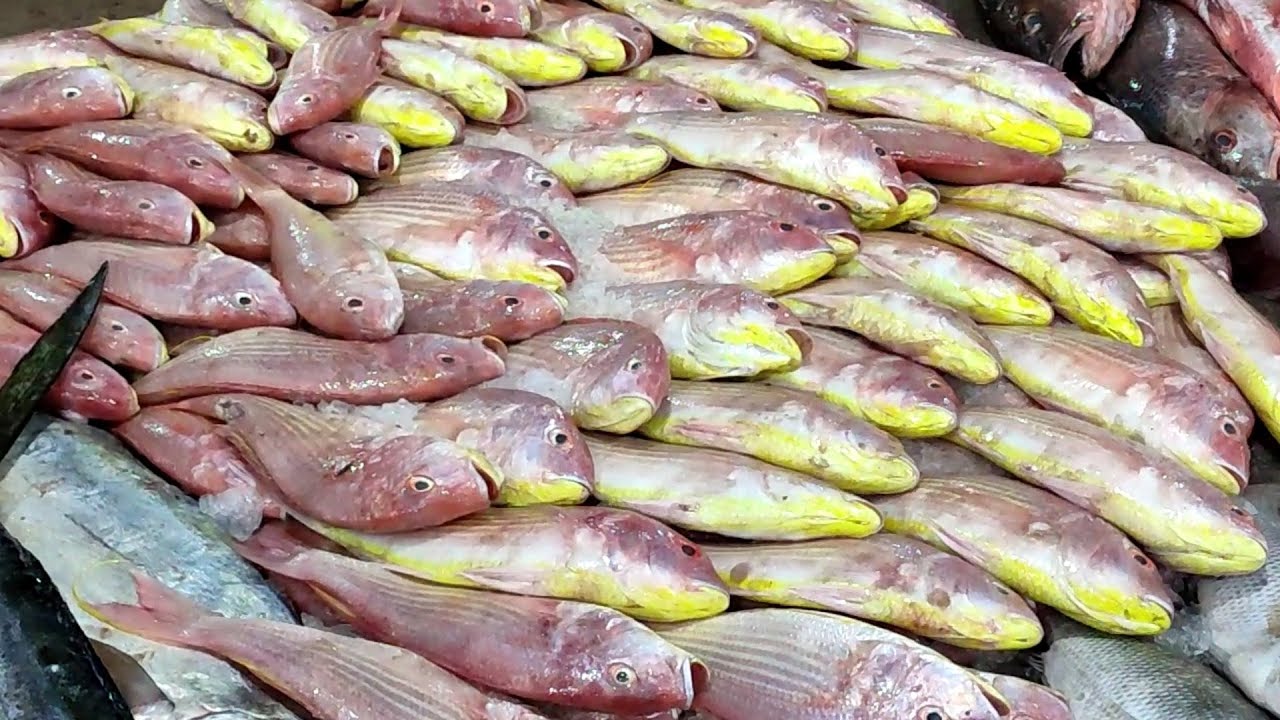 fish rates/ latest fish rate update/ fish market /karachi fisheries ...
