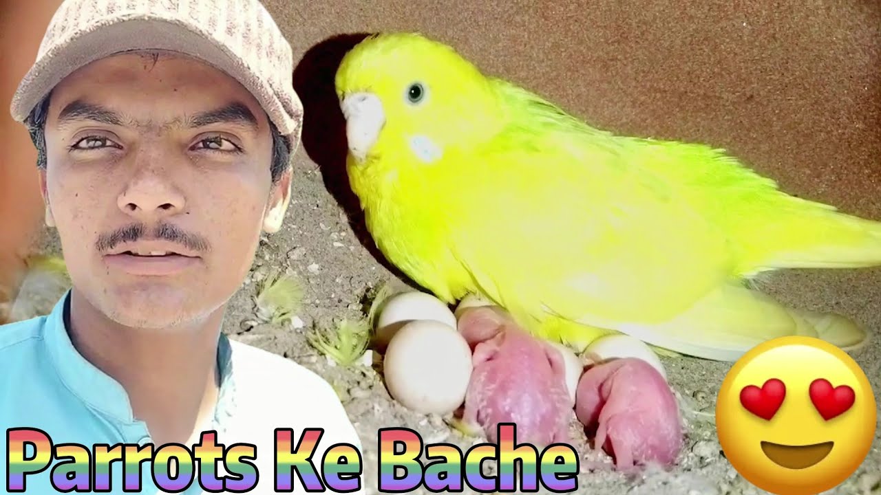 Bajiz Parrots Ne bacche de Diye Finally 😍😋 - YouTube