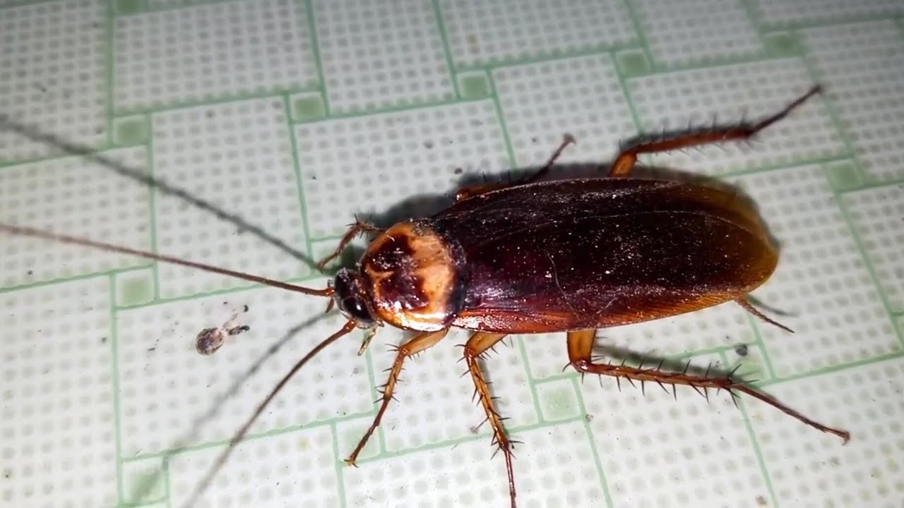 Con gián thật, con gián giả 🪳 Mẹ Xí Muội Tập 494 💖 - YouTube