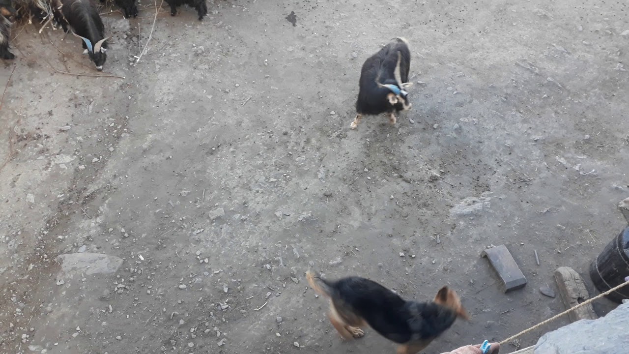 Dog vs goat - YouTube