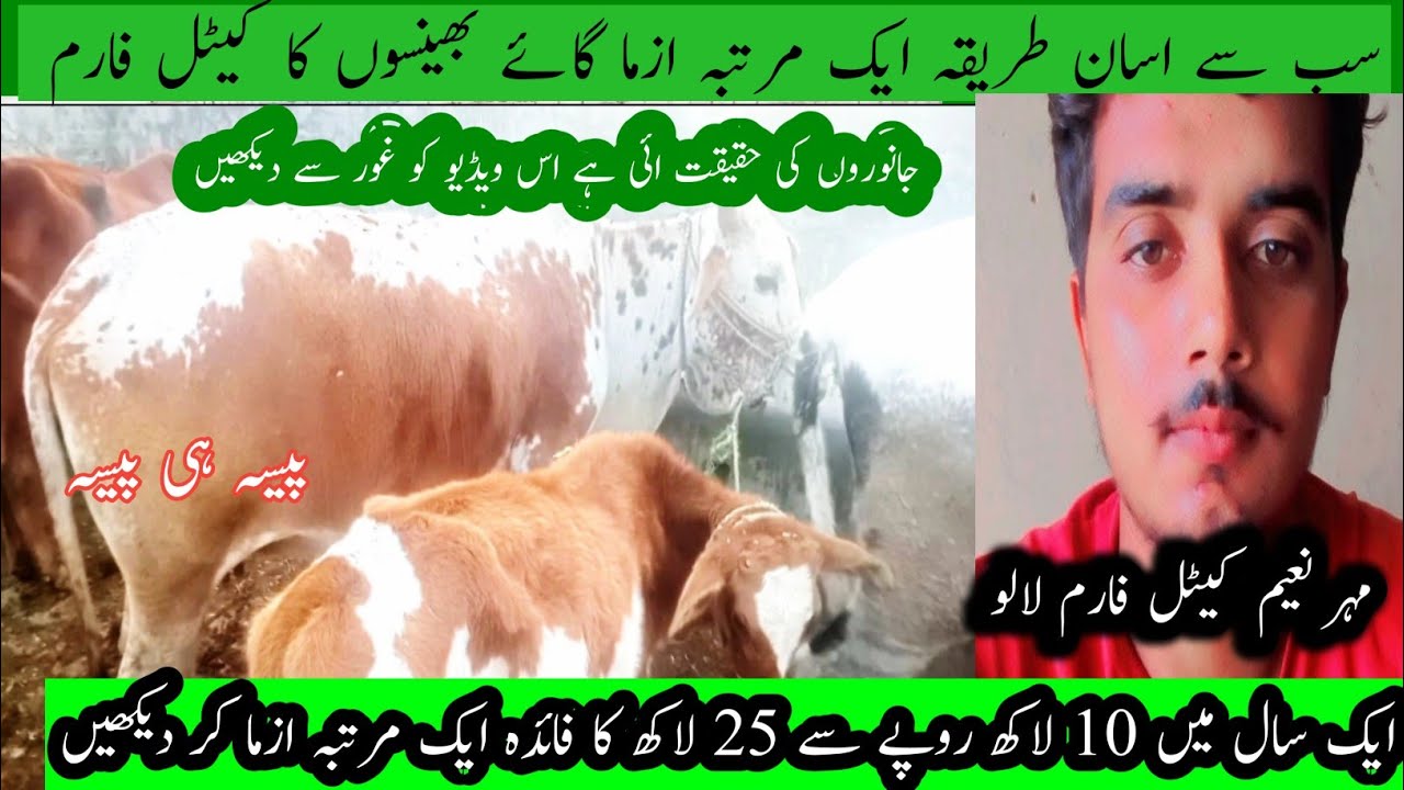 cow video Pakistani cow cattle farm in Pakistan|cow farming in ...