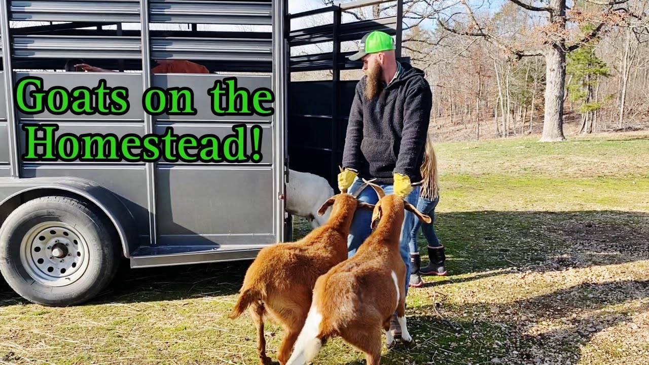 Bringing Home the Goats! YAY! | diamondcfarms - YouTube