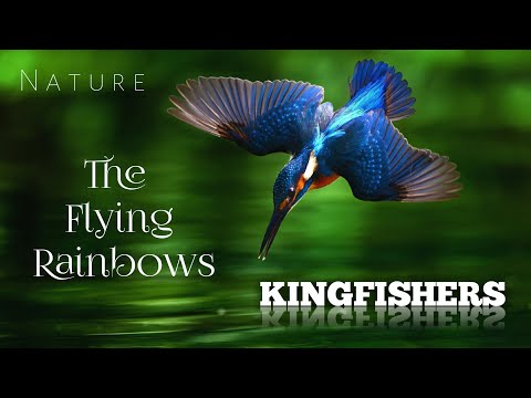 Kingfishers |Beautiful Nature whatsapp status |Kingfisher bird whatsapp status |Nature status
