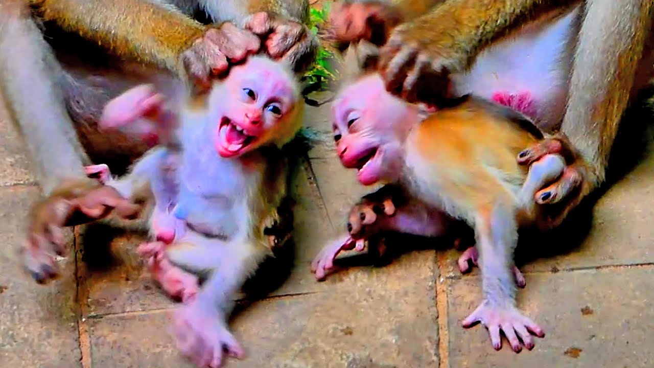 Oh G-od Very S-a-d Clip!! Baby LEO C😪ries So E-x-tremely Cos His Mothe ...