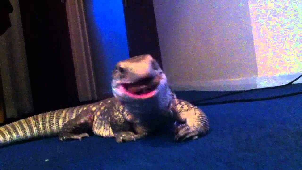 Savannah monitor eating a fig - YouTube