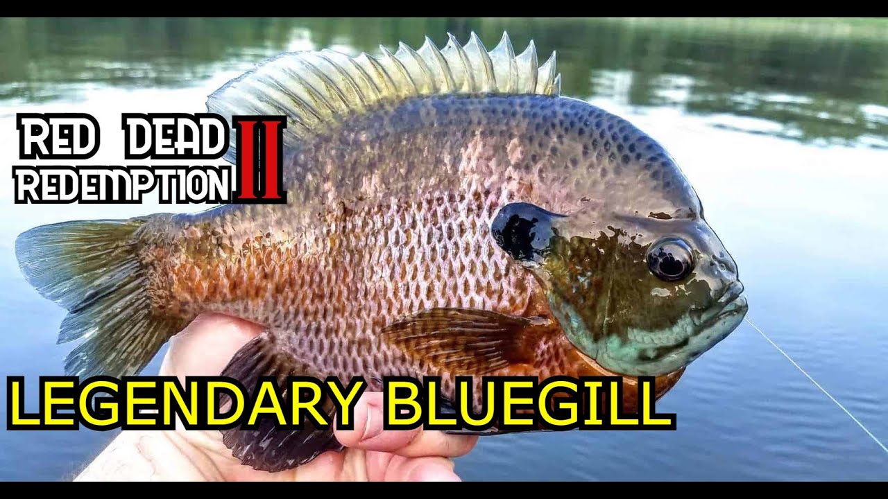 LEGENDARY BLUEGILL | Red Dead Redemption 2 - YouTube
