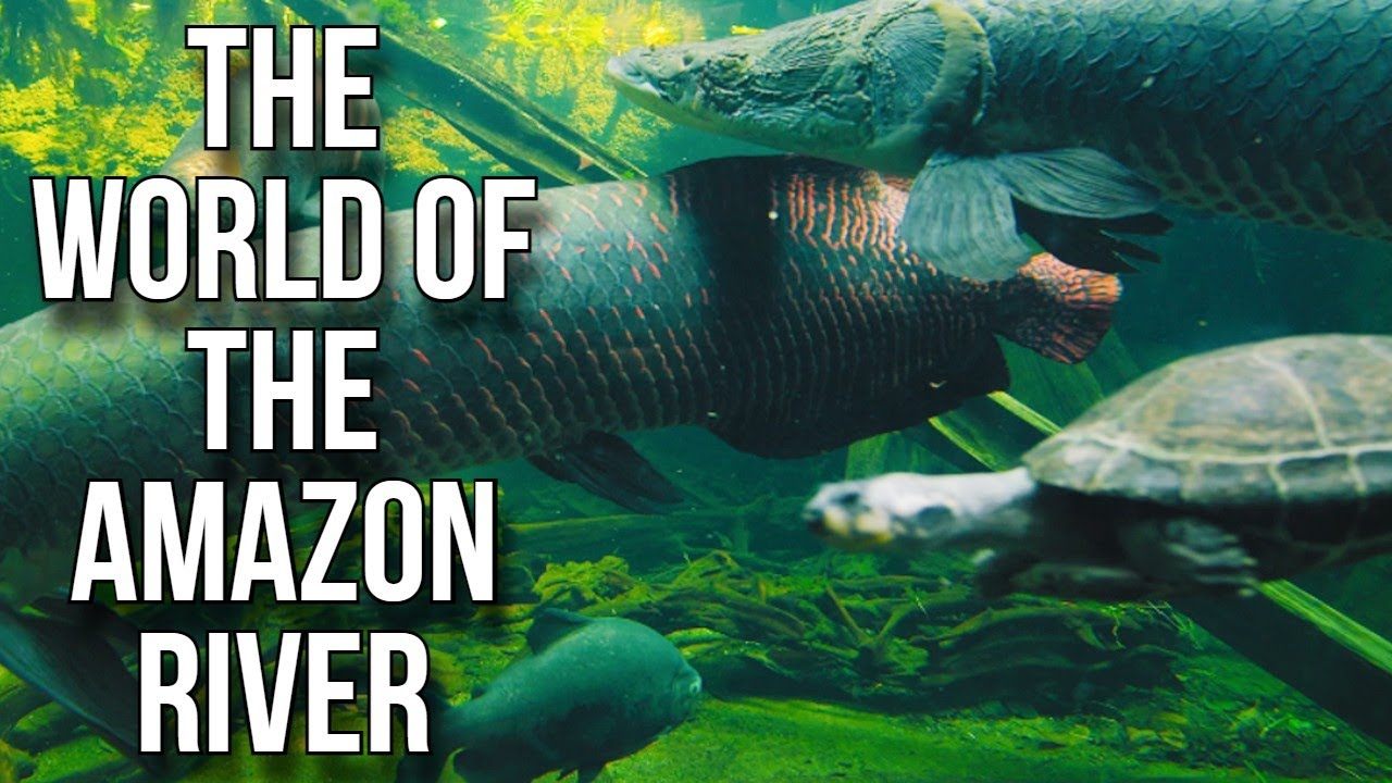 Amazon River Life
