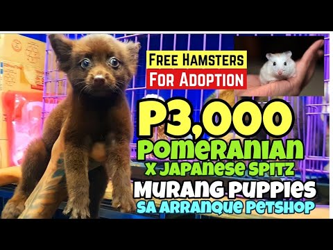 ARRANQUE PETSHOP LATEST UPDATE | ALASKAN MALAMUTE, AMERICAN BULLY ...