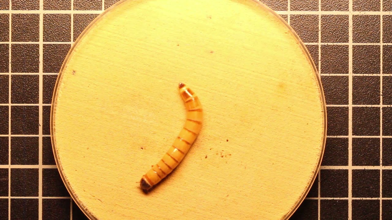 Appareil Respiratoire Des Insectes 1 Youtube