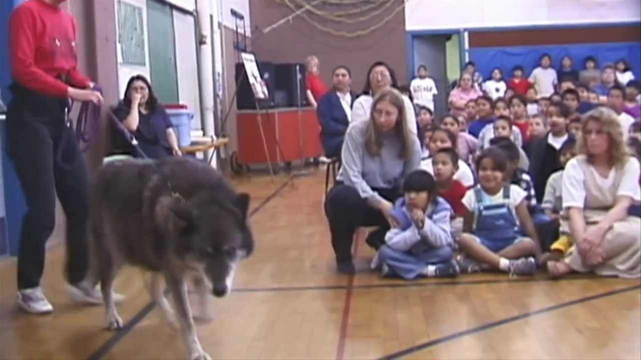 True Wolf - Official® Trailer [HD] - YouTube