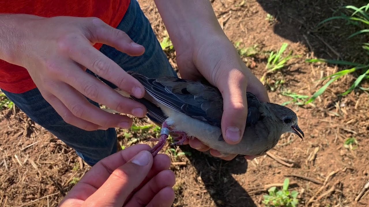 Trapping And Banding Doves With The DNR - YouTube