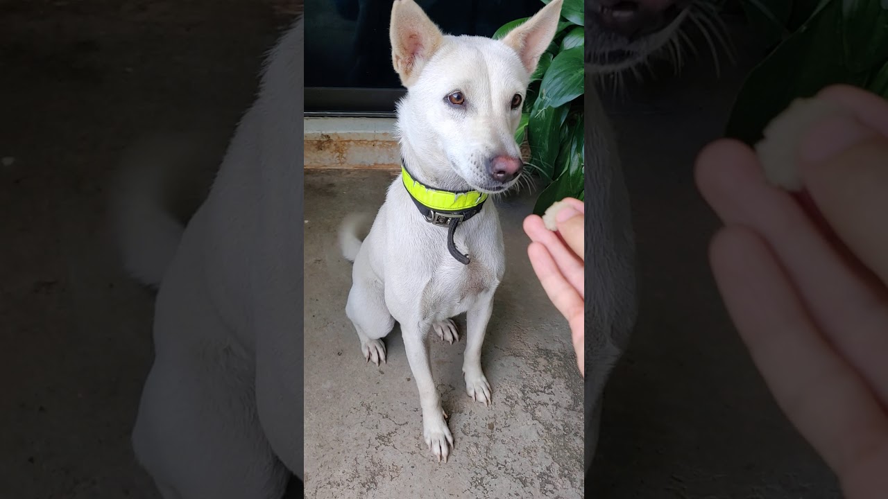 Mixed Breed Dog For Adoption - 2 Years, Princess from Langkawi, Kedah ...