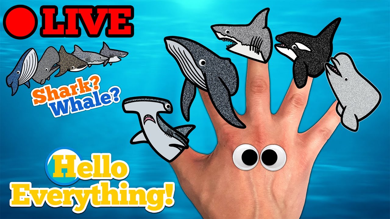 🔴 Hello Everything! 👀 Live Stream | Finger Family Nursery Rhymes ...
