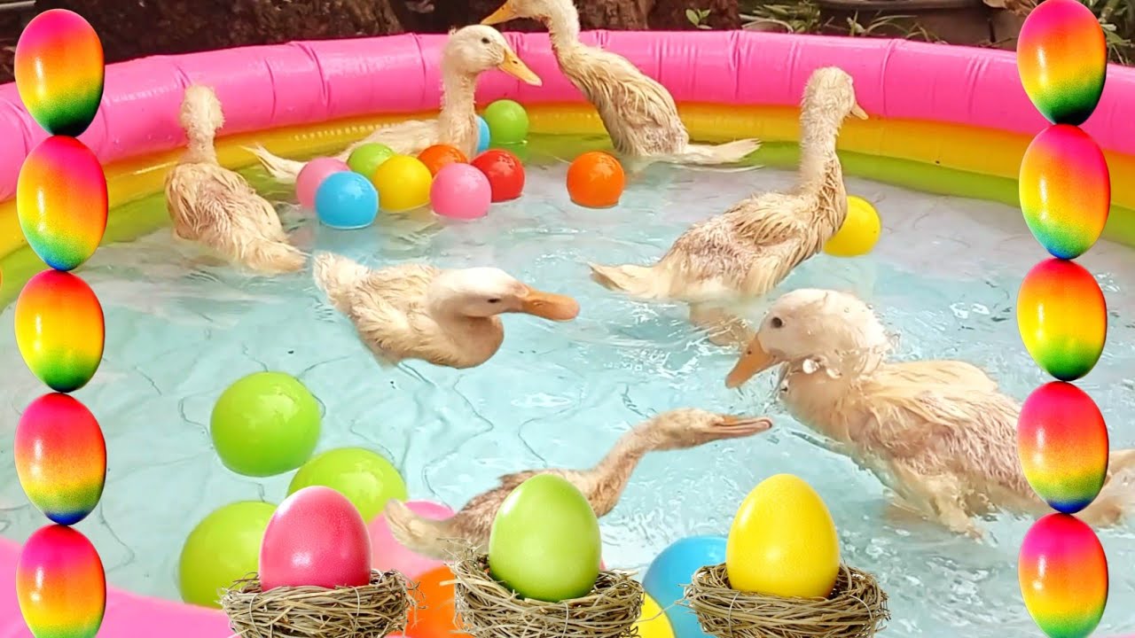 a flock of cute ducks bathing in the afternoon in a ball pool - YouTube