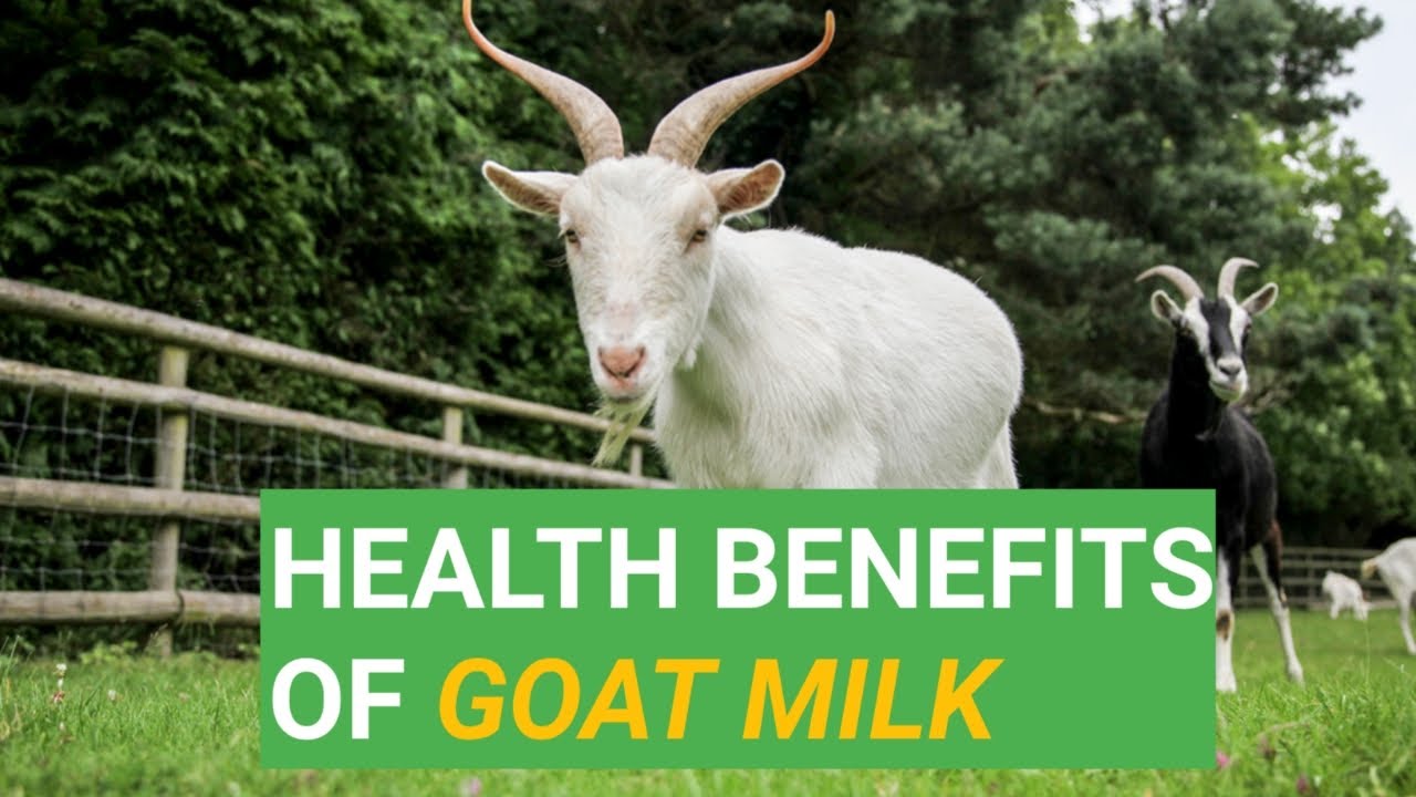 goat milk health benefits and how to use | Sky World | - YouTube
