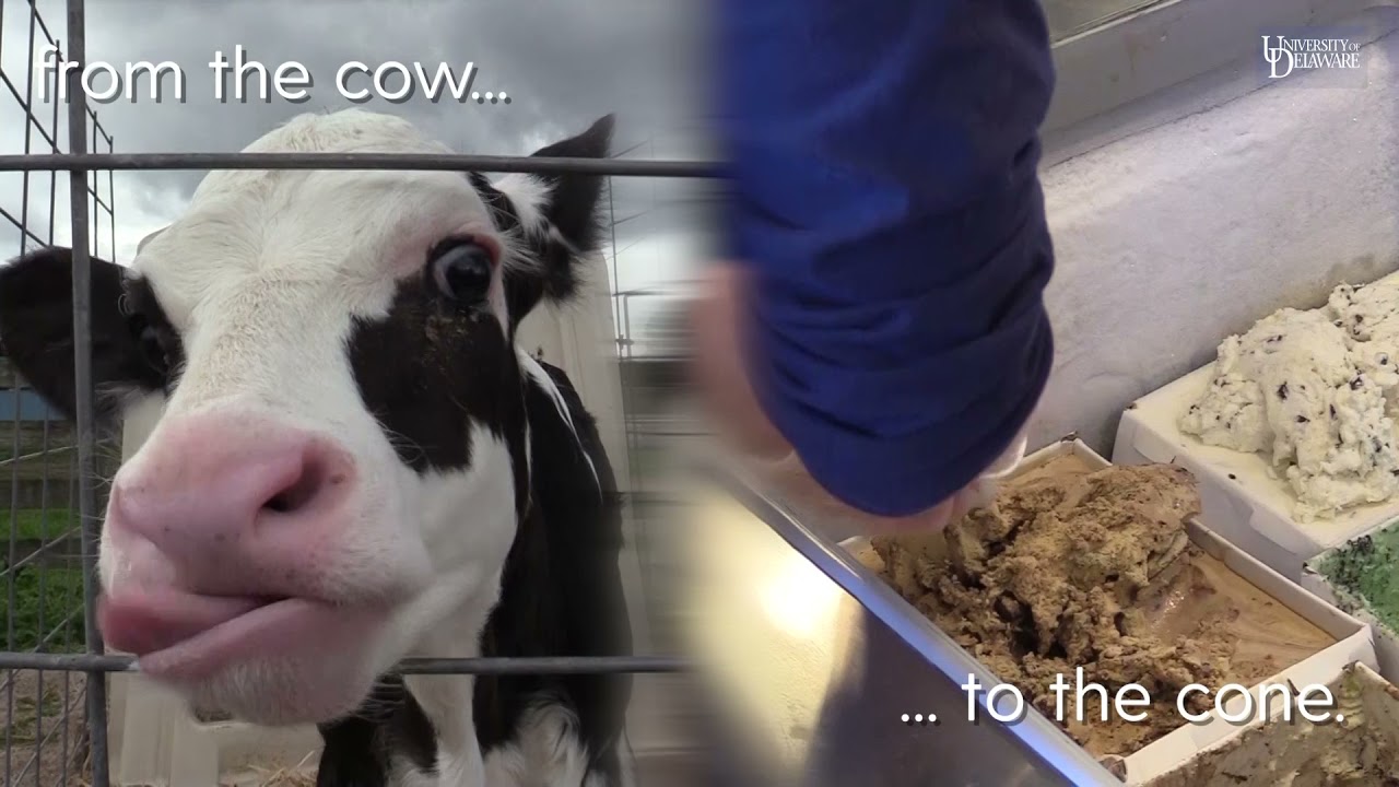 From the Cow to the Cone: Science and Business of Ice Cream - YouTube