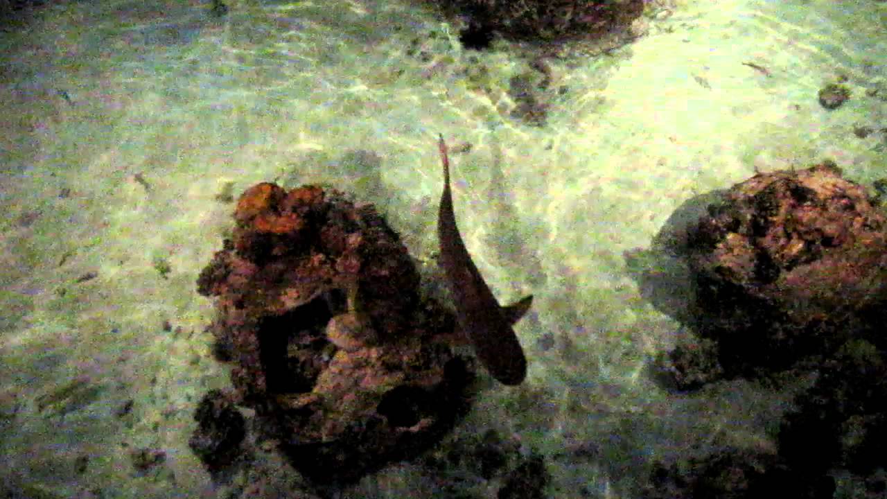 Ava&Justin Honeymoon/ SHARKS!!!!!! - YouTube