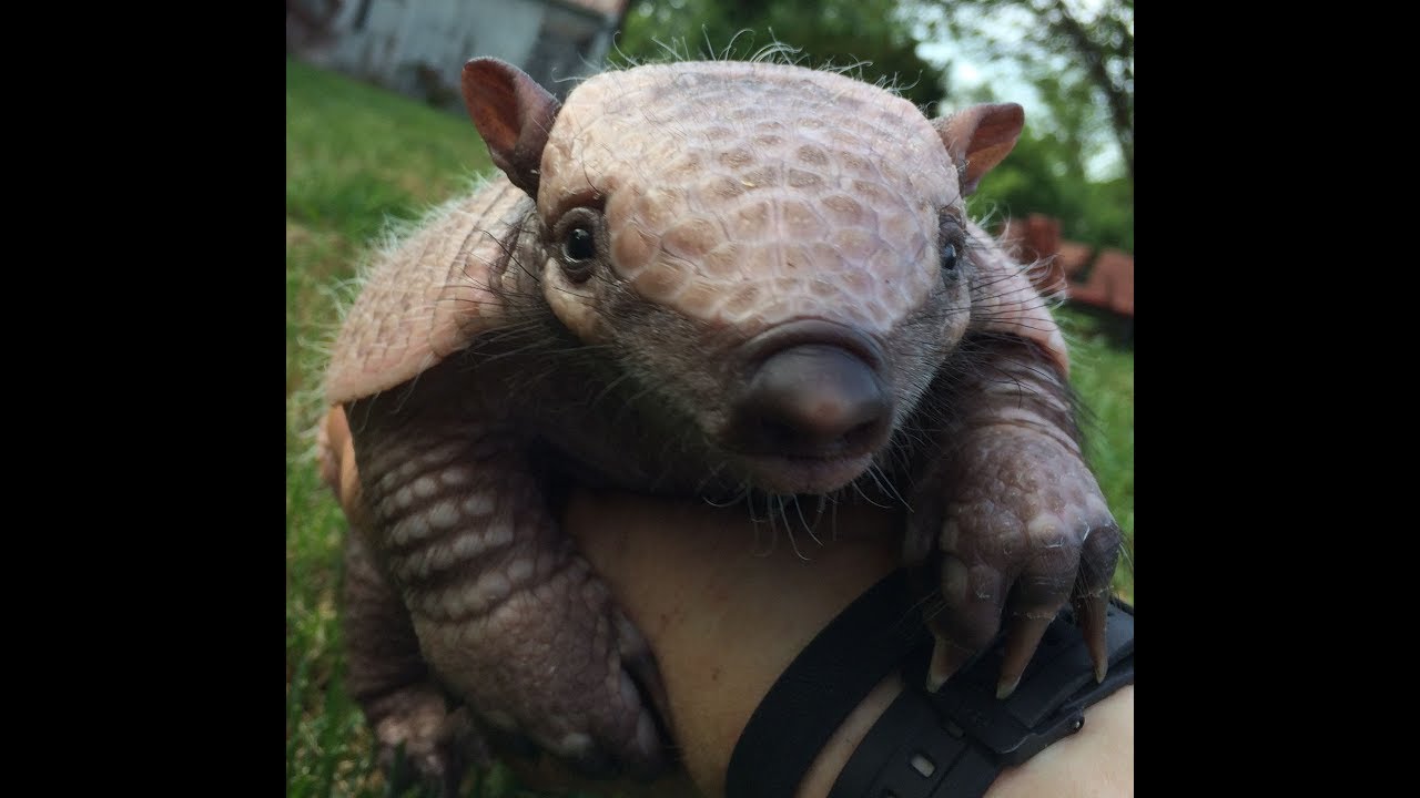 Animal Magic 2017 Promo - YouTube