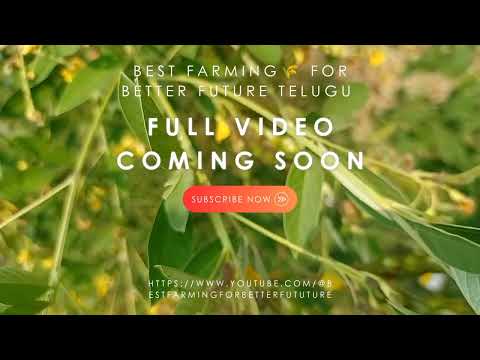 full details about red gram farming in telugu | kandi sagu vidhanam a ...