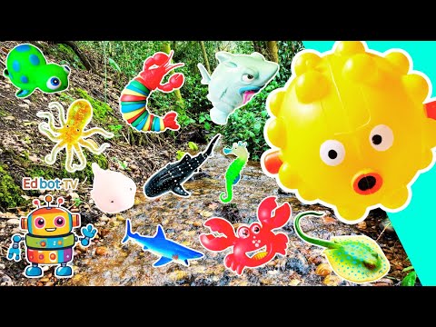 Kids Learn | Sea Animal Names at the Stream: Pufferfish Turtle Lobster Shark Starfish Blobfish