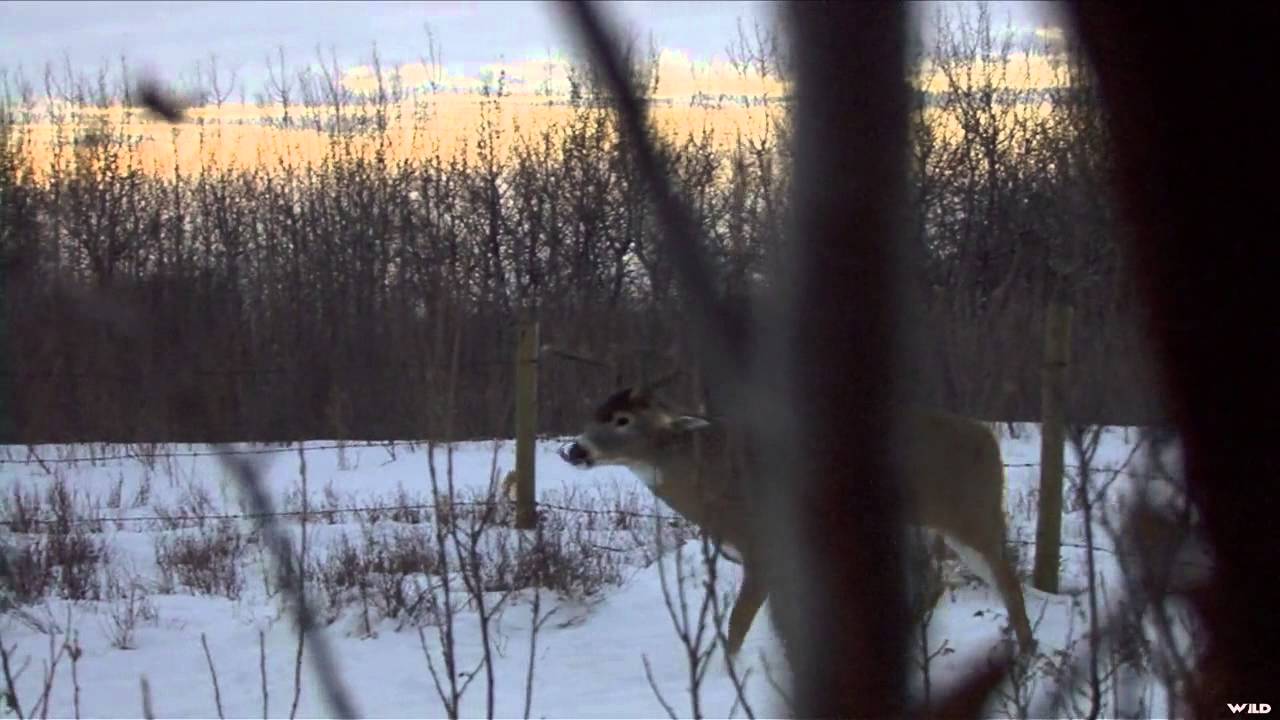 Canadian Whitetail Television - Best of Season 3 - YouTube