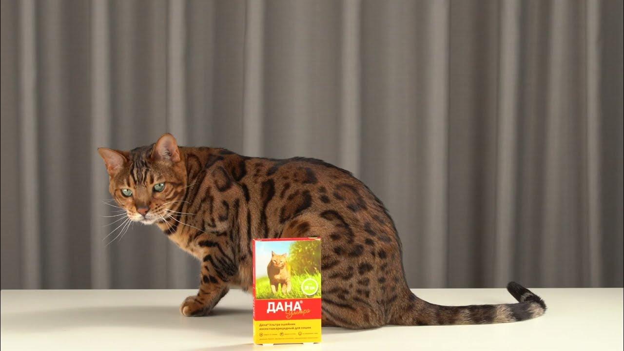 Обзор ошейника от блох и клещей | Дана Ультра для кошек | Апиценна | Из ...
