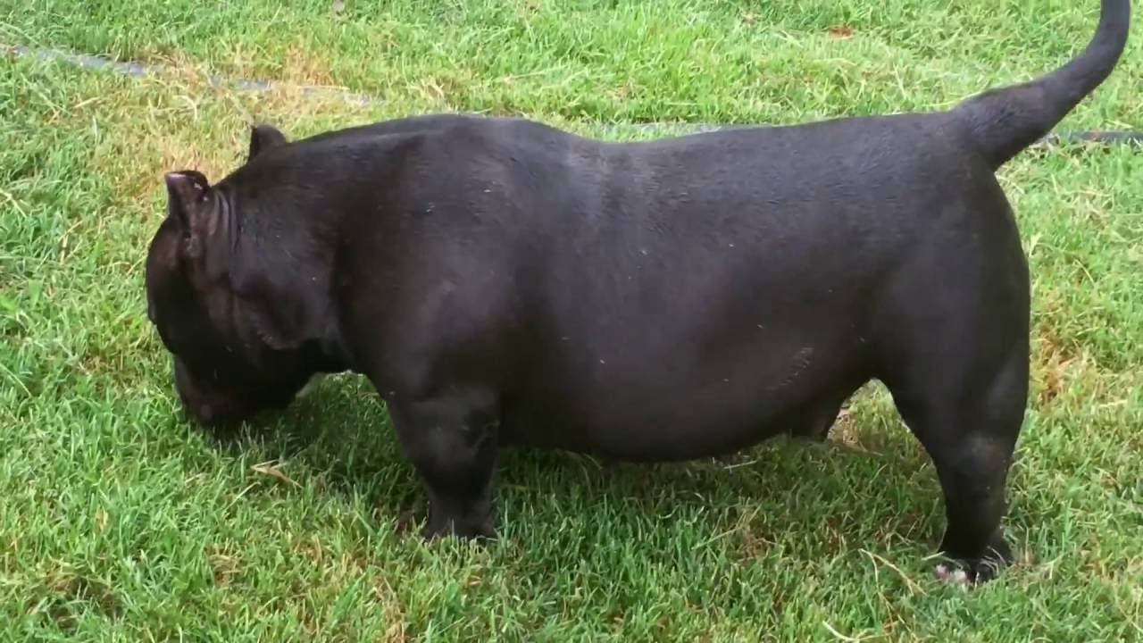 Micro Bully Female - YouTube