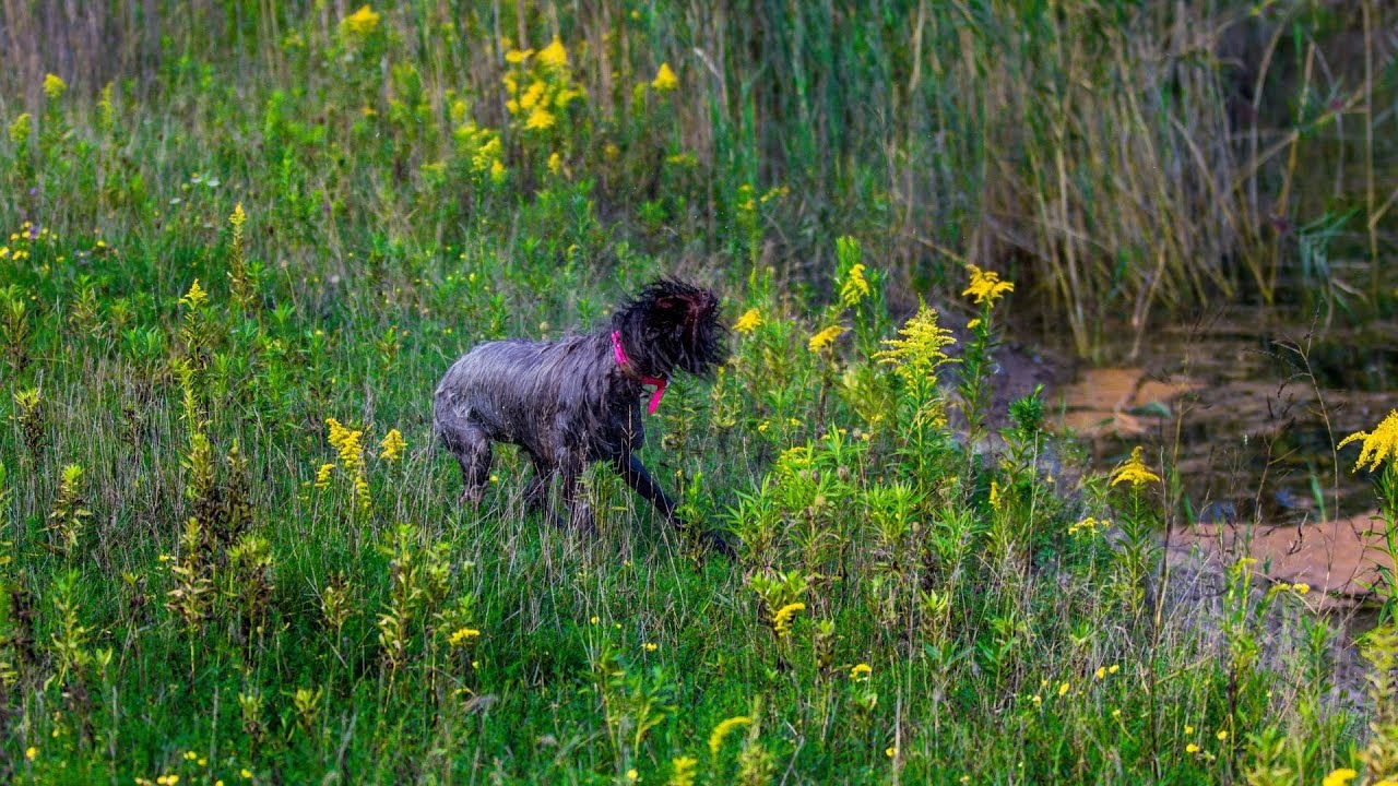 The Wirehaired Pointing Griffon: A Versatile Hunting Dog - YouTube