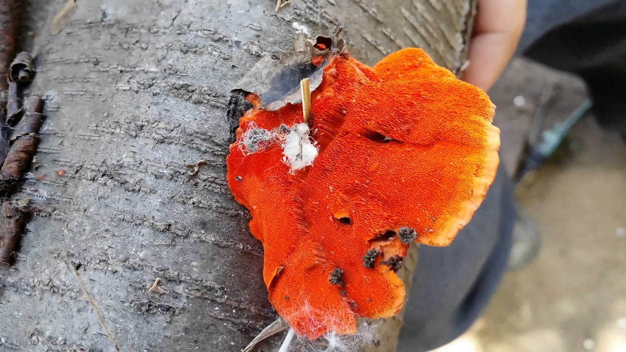 Cool bright orange fungus - YouTube
