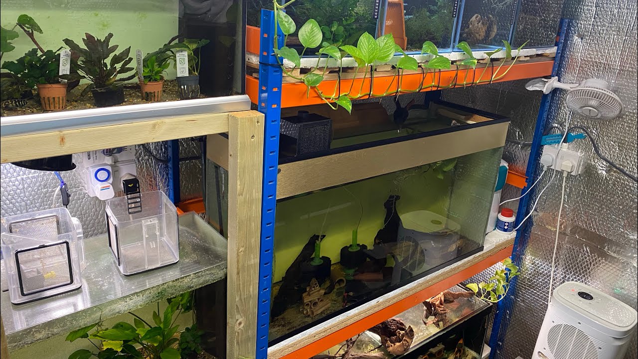 L471 L236 PLECO fry! How I mix my water for BREEDING plecos - YouTube