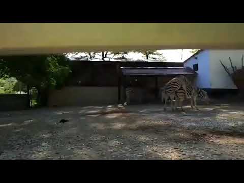 Zebras fucking