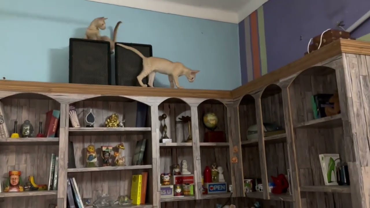 Funny Cat Videos Catvideos Catsofyoutube Cat Catcartoon Catnap Catsong Kartun Cats Youtube