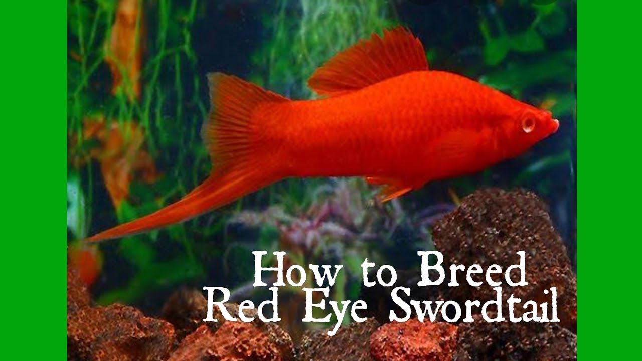 Red Swordtail Fish Breeding