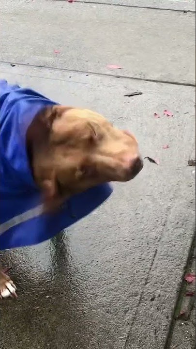 Wet PNW Doggo #shorts - YouTube