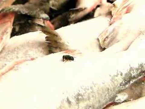 Frozen Fly - YouTube