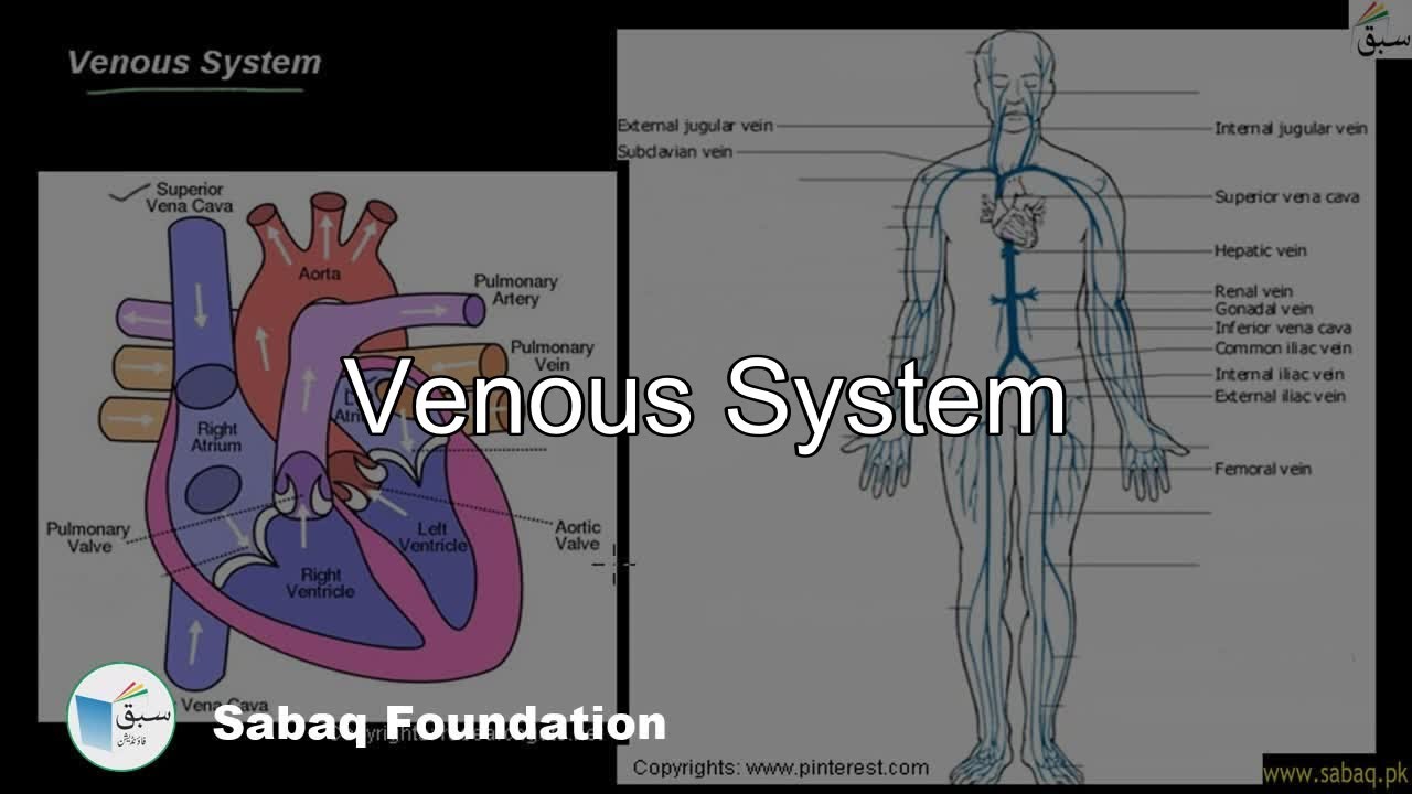 Venous System, Biology Lecture | Sabaq.pk - YouTube