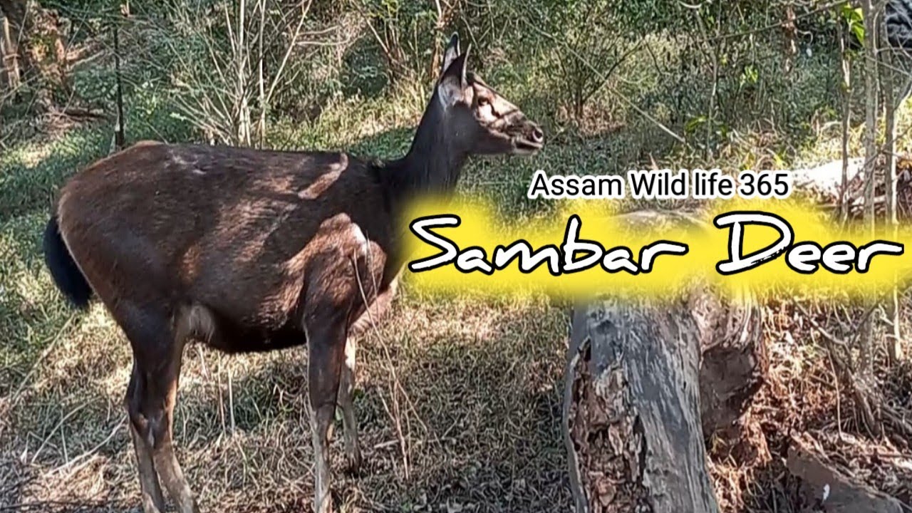 Sambar Deer in Assam//Sambar behaviour//Sambar deer India - YouTube